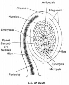GSEB Solutions Class 12 Biology Chapter 2 Sexual Reproduction in ...