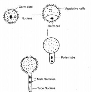 GSEB Solutions Class 12 Biology Chapter 2 Sexual Reproduction in ...