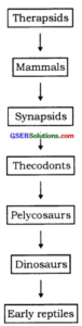 GSEB Solutions Class 12 Biology Chapter 7 Evolution – GSEB Solutions