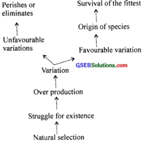 GSEB Solutions Class 12 Biology Chapter 7 Evolution – GSEB Solutions