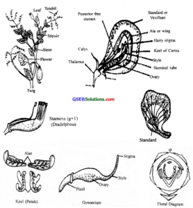GSEB Solutions Class 11 Biology Chapter 5 Morphology of Flowering ...